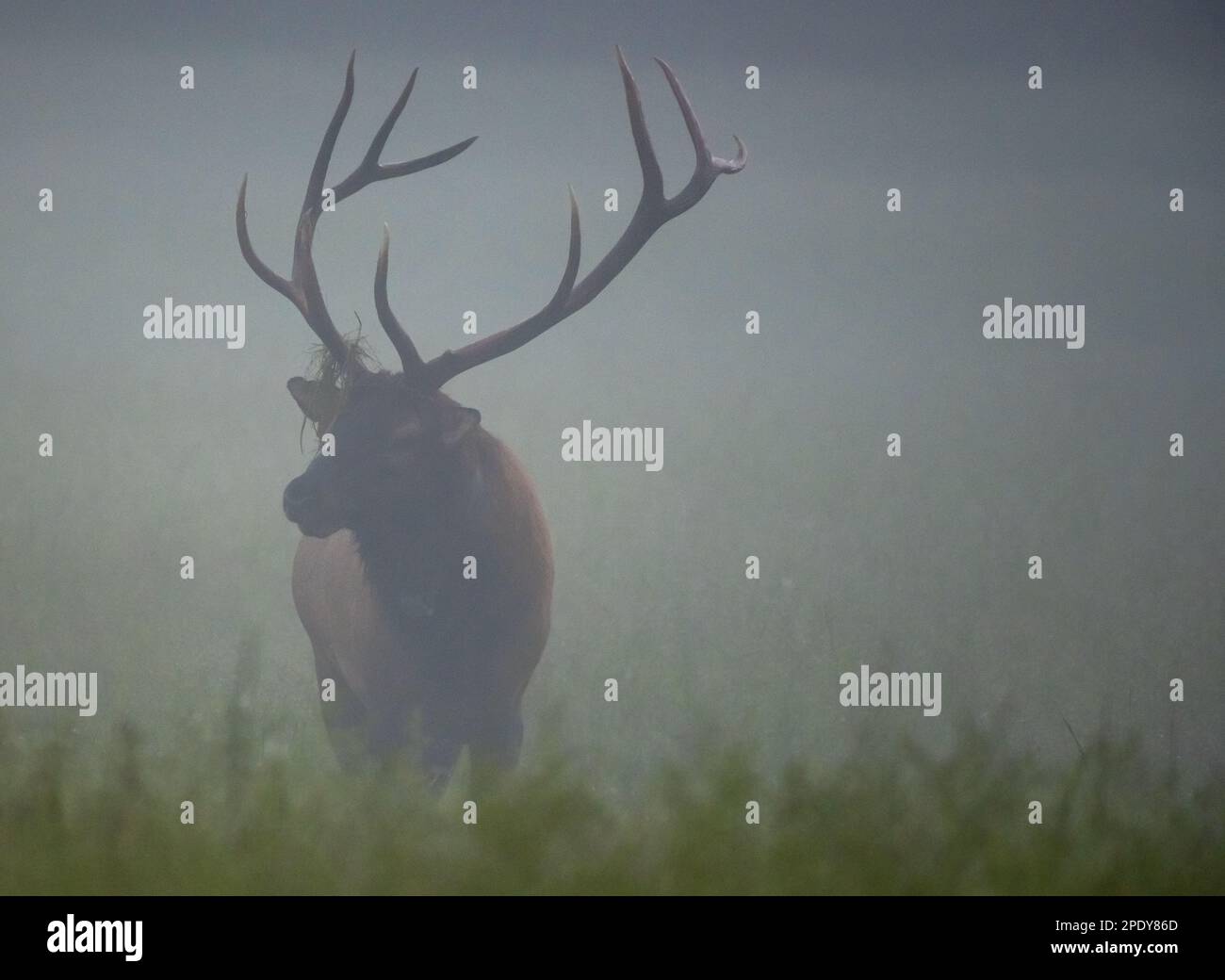 Bull Elk With Grass Hanging In Anters Stands In Foggy Field in the ...