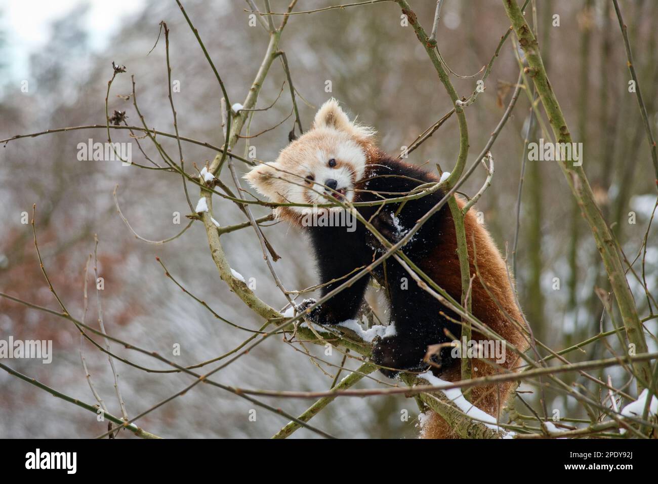 Ailurus fulgens, Red Panda Panda on a tree in winter in the snow Stock ...