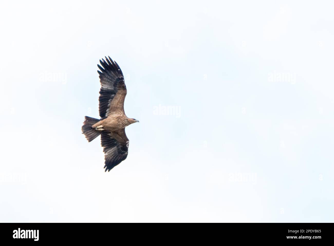 Griffon vulture flying in a white sky Stock Photo - Alamy