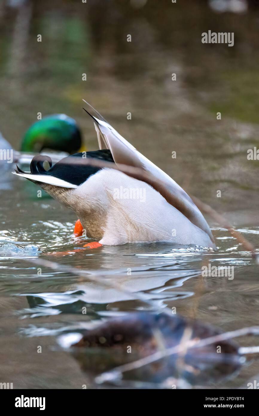 Duck in the water dipping its head to look for food Stock Photo - Alamy