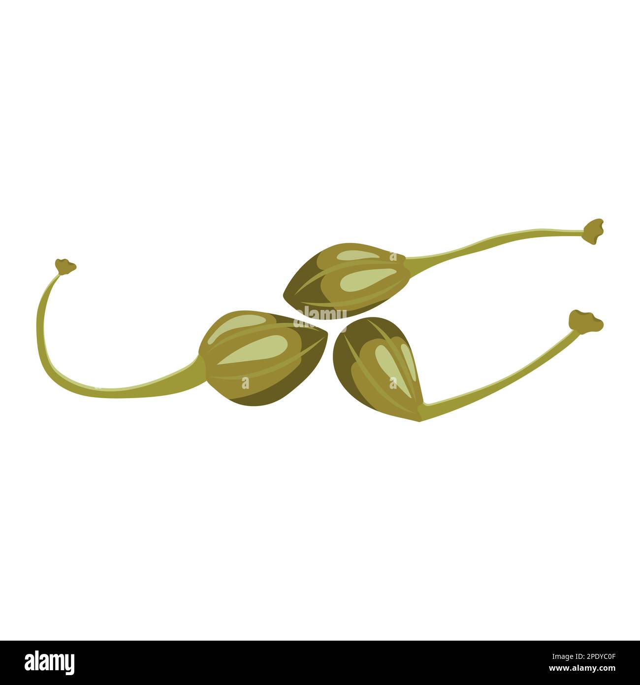 Caper flower Stock Vector Images - Alamy