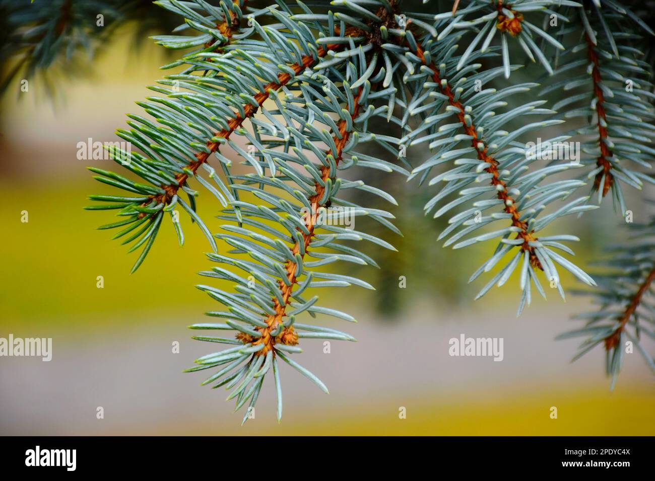 Silver spruce hi-res stock photography and images - Alamy