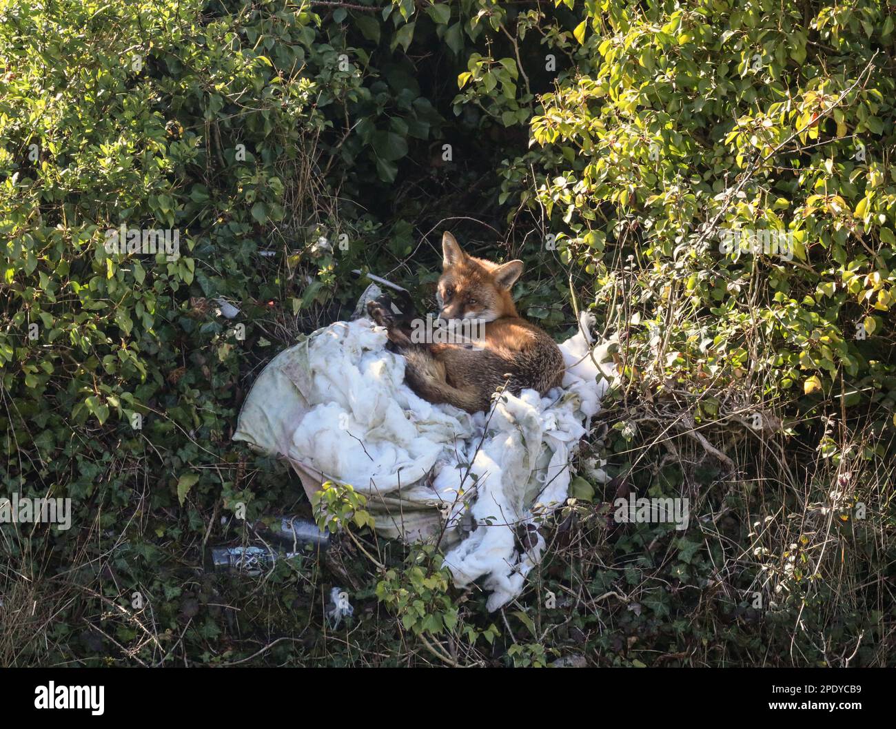 Tipping tail hi-res stock photography and images - Alamy