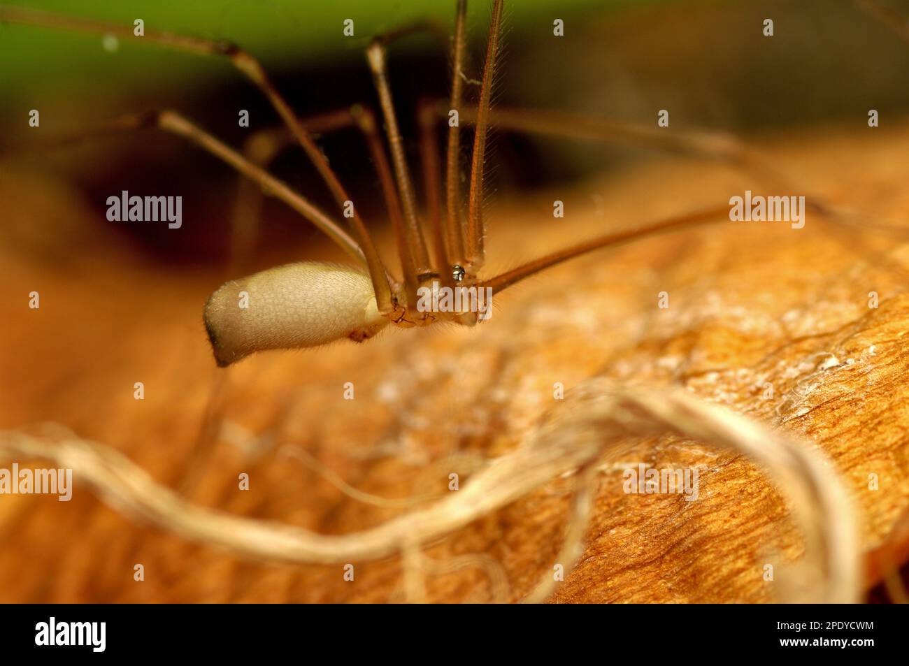 long-bodied cellar spider (Pholcus sp.) with glowing eyes crawling on a ...
