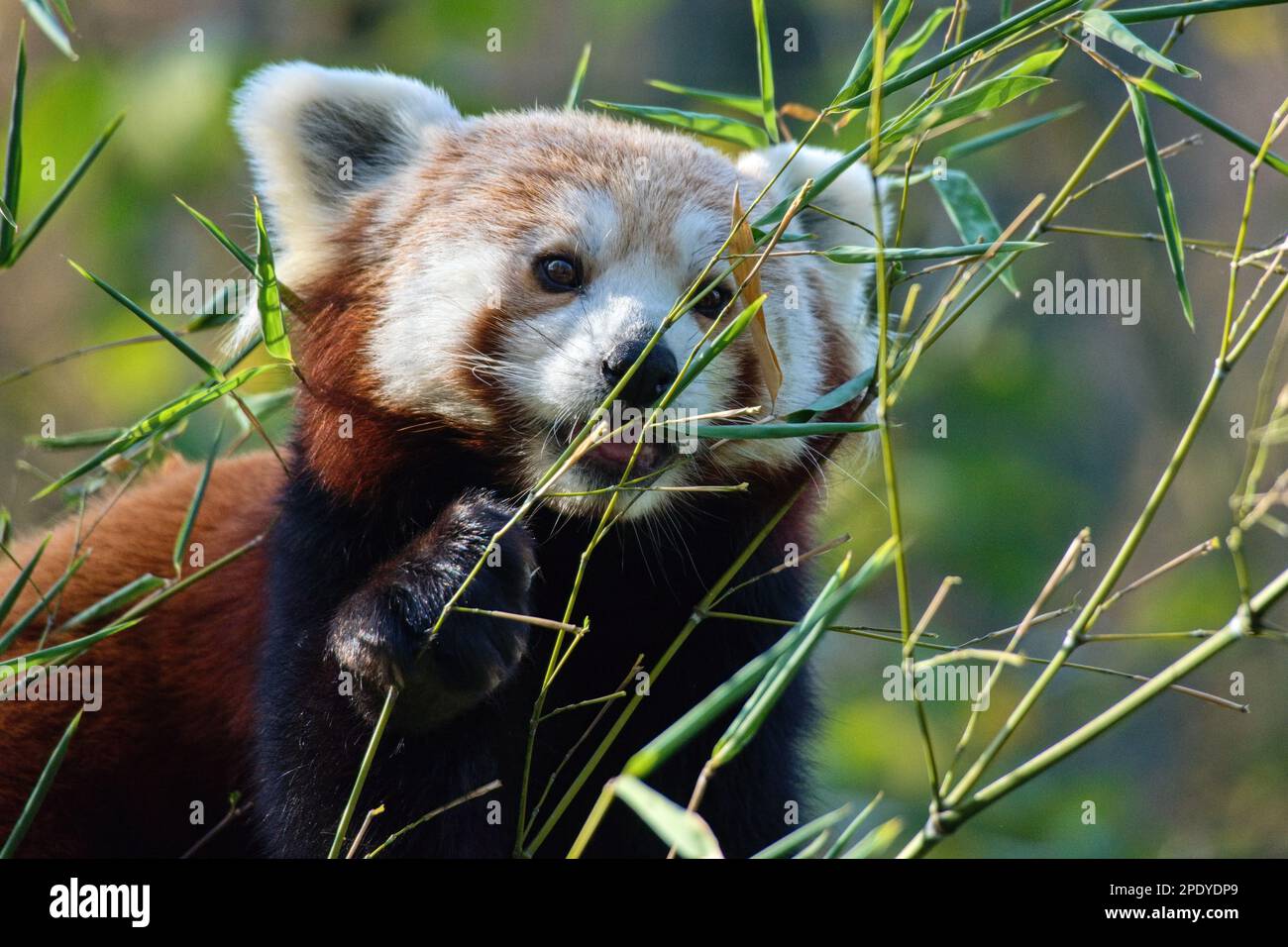 Ailurus fulgens, Red Panda Panda eats bamboo Stock Photo - Alamy