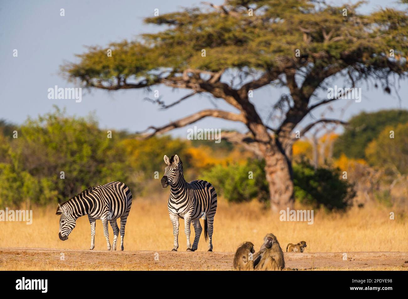 Plains Zebra, Equus quagga in Hwange National Park, Zimbabwe Stock ...