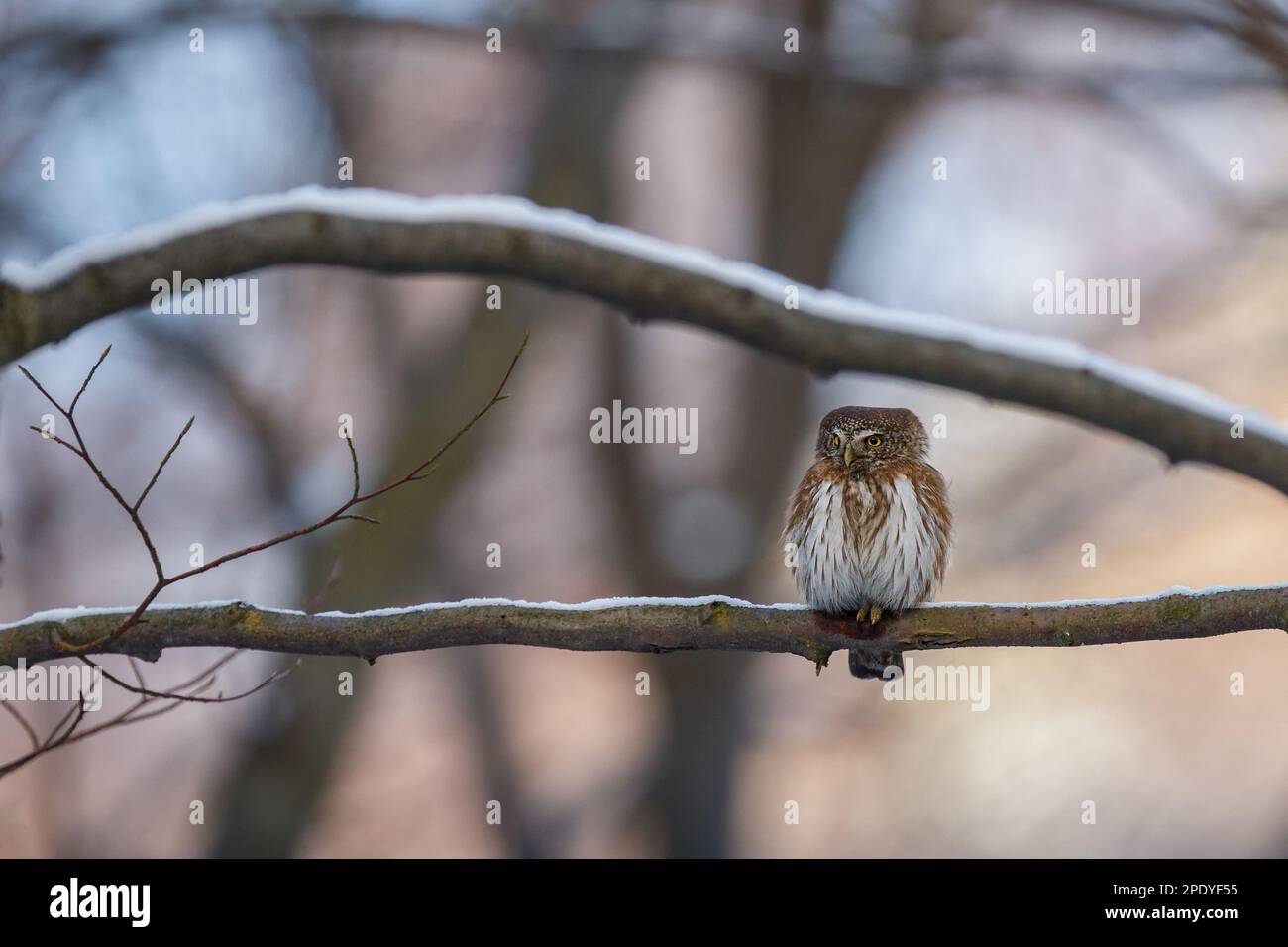 Owls - Eurasian pygmy owl (Glaucidium passerinum) sitting on the branch ...