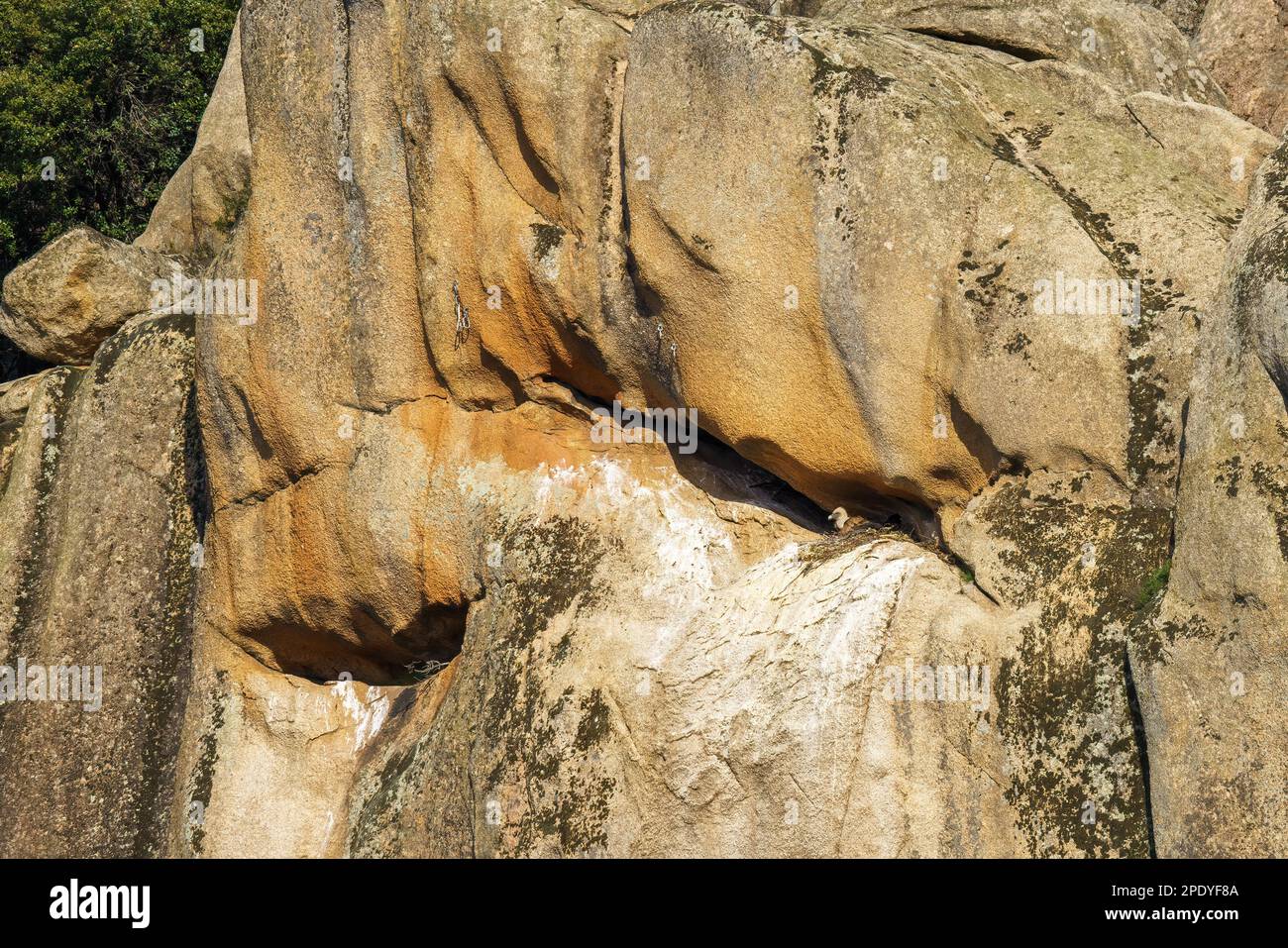 Griffon Vultures nest on a granite rock with trees next to it Stock ...