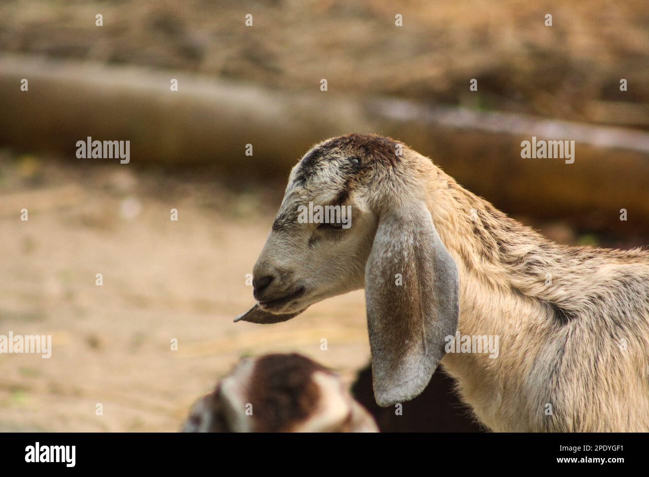 A goat with a long ear and a long nose is standing next to a leaf, goat ...
