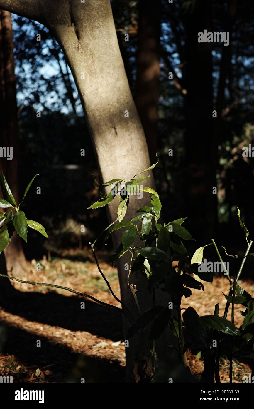Lush green leaves extending hi-res stock photography and images - Alamy