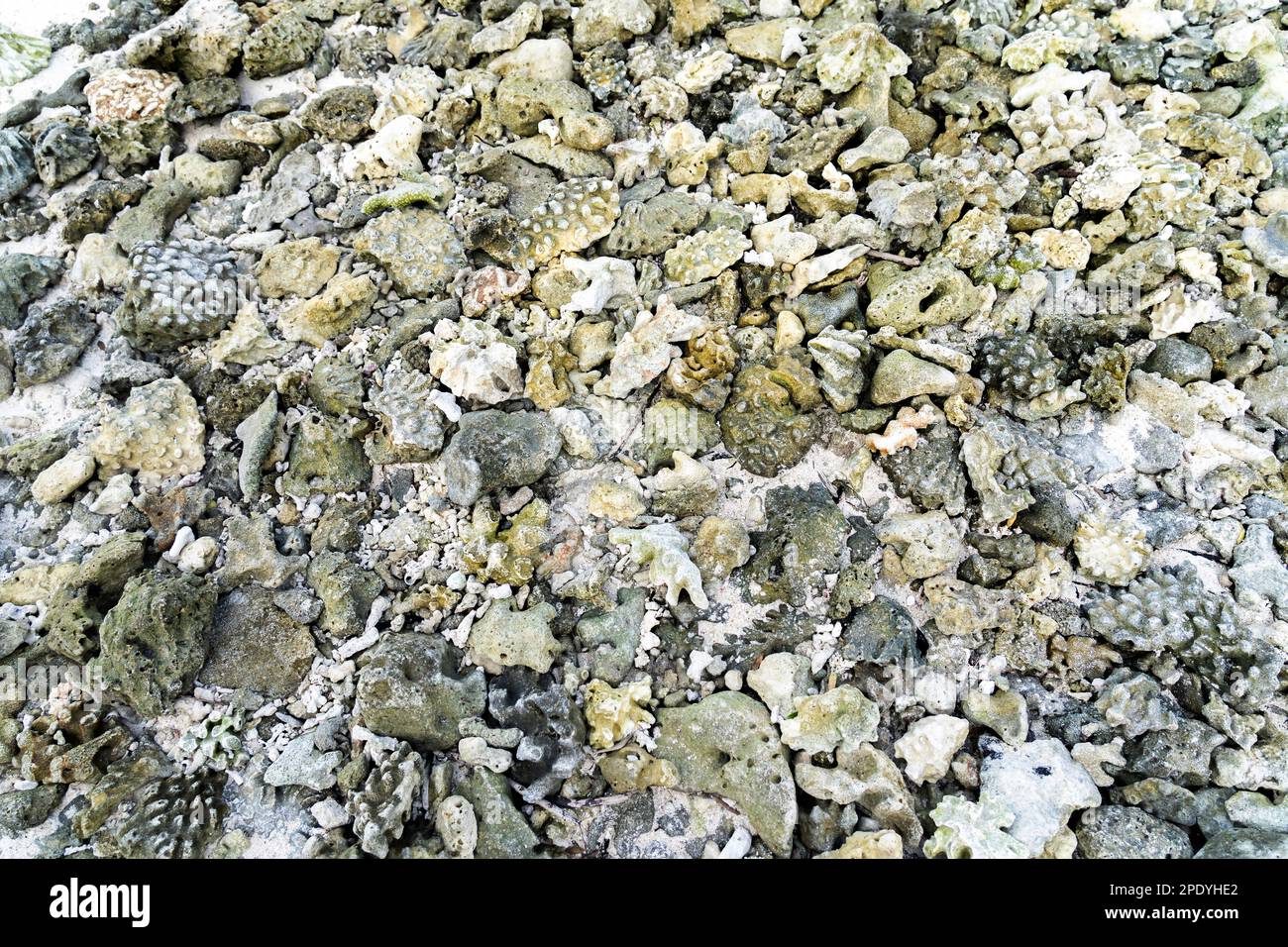 Coral reef texture background in Lakshadweep island India Stock Photo ...