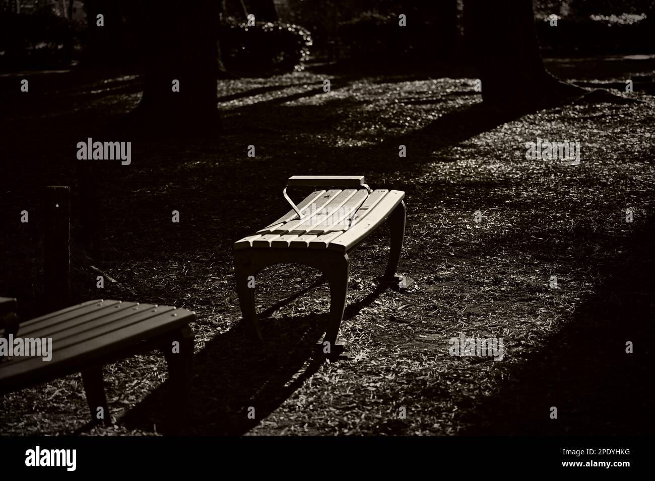 A scenic outdoor park setting featuring a wooden park bench and two ...