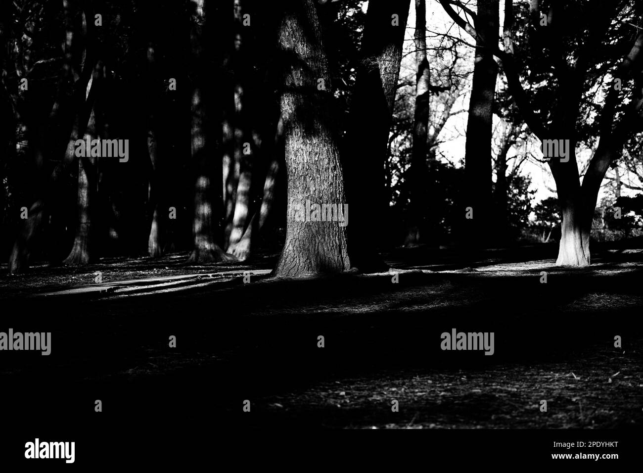 Black and white photograph of a park landscape featuring a cluster of ...