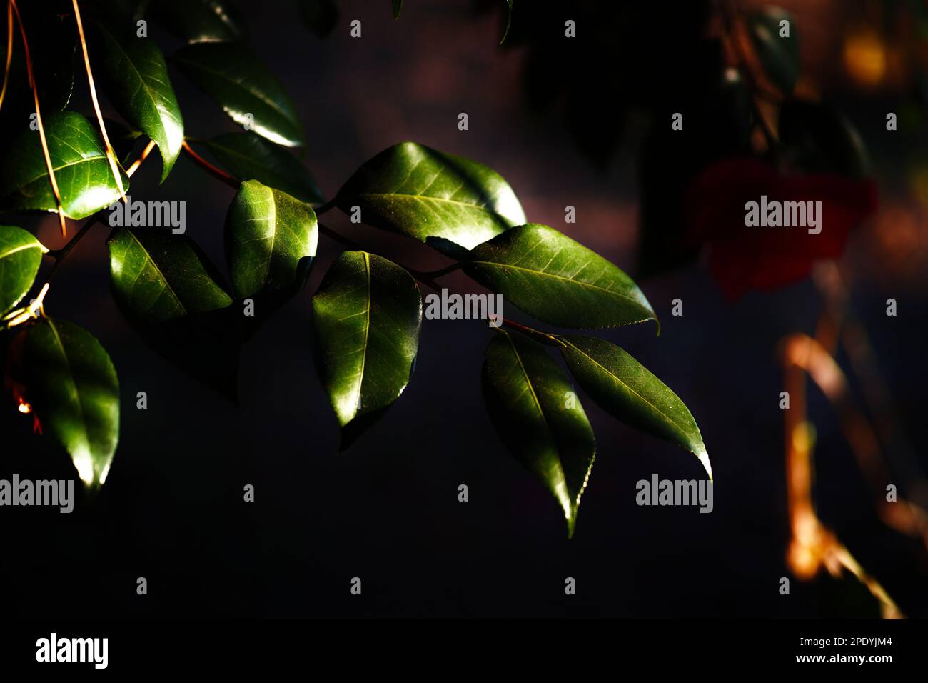 Sunnybeam hi-res stock photography and images - Alamy