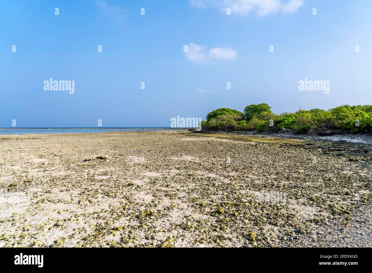Coral reef texture background in Lakshadweep island India Stock Photo ...