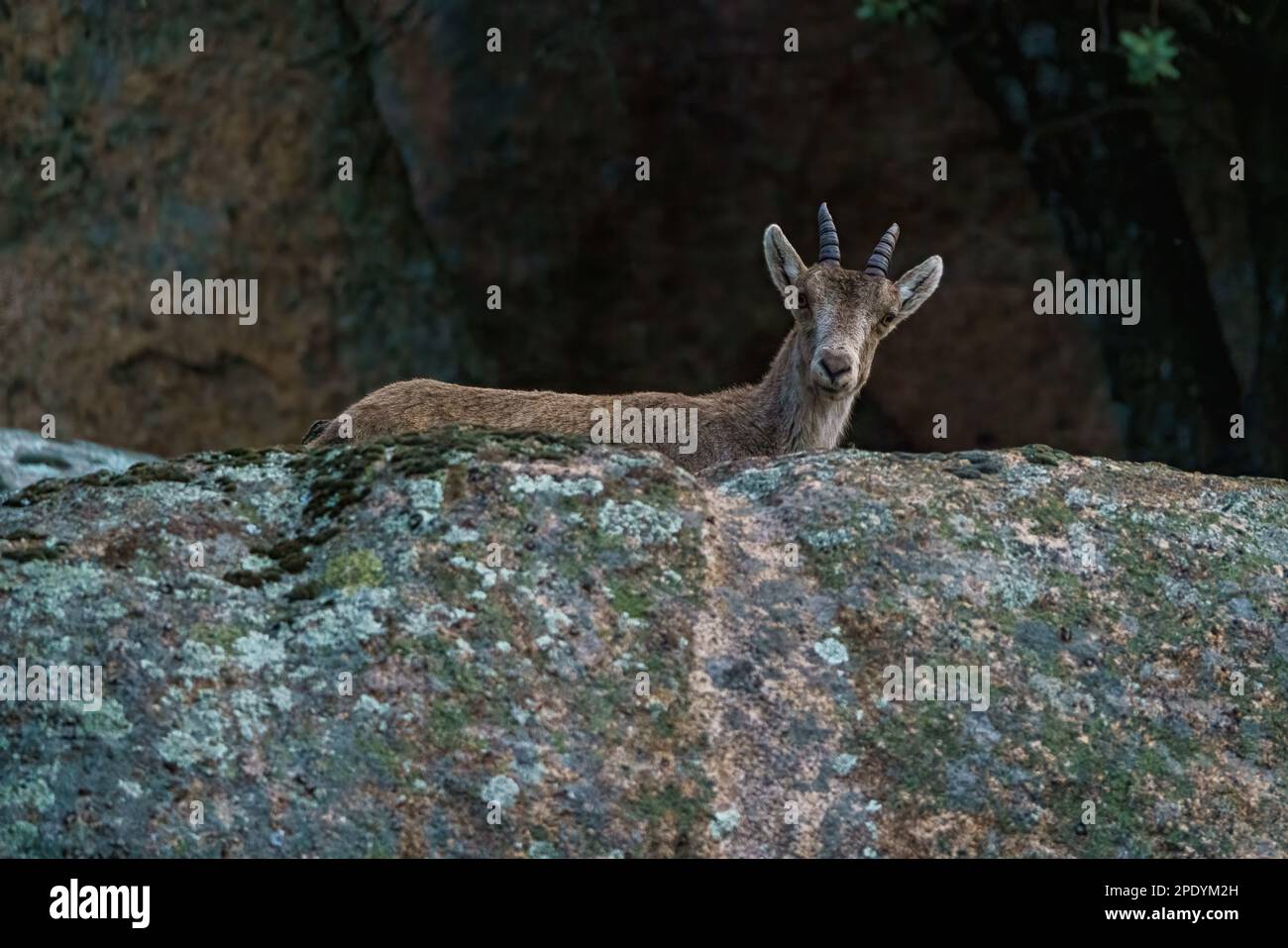 Deer in profile near granite rock on mountain with small antlers Stock ...