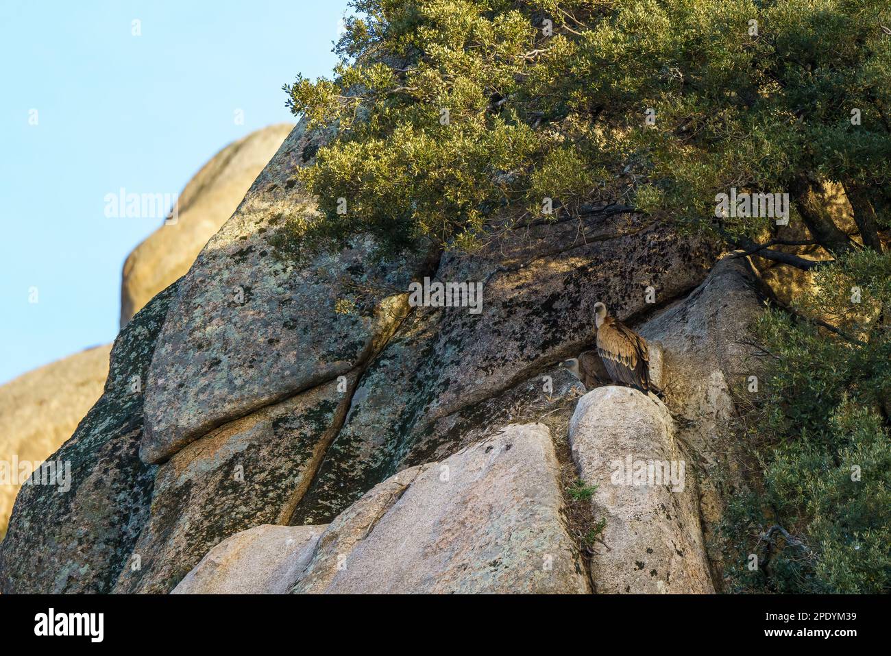 Griffon Vultures nest on a granite rock with trees next to it Stock ...