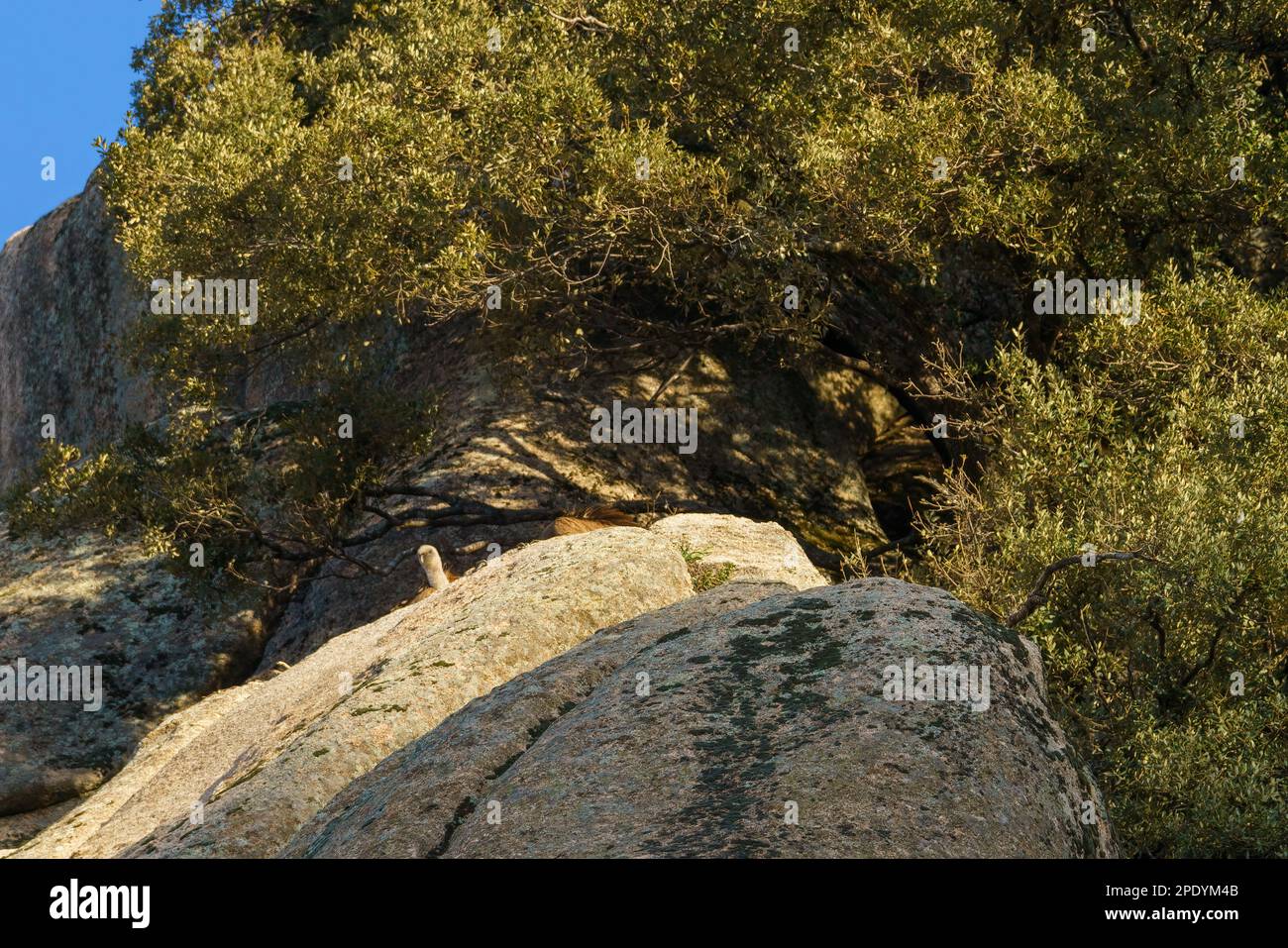 Griffon Vultures nest on a granite rock with trees next to it Stock ...