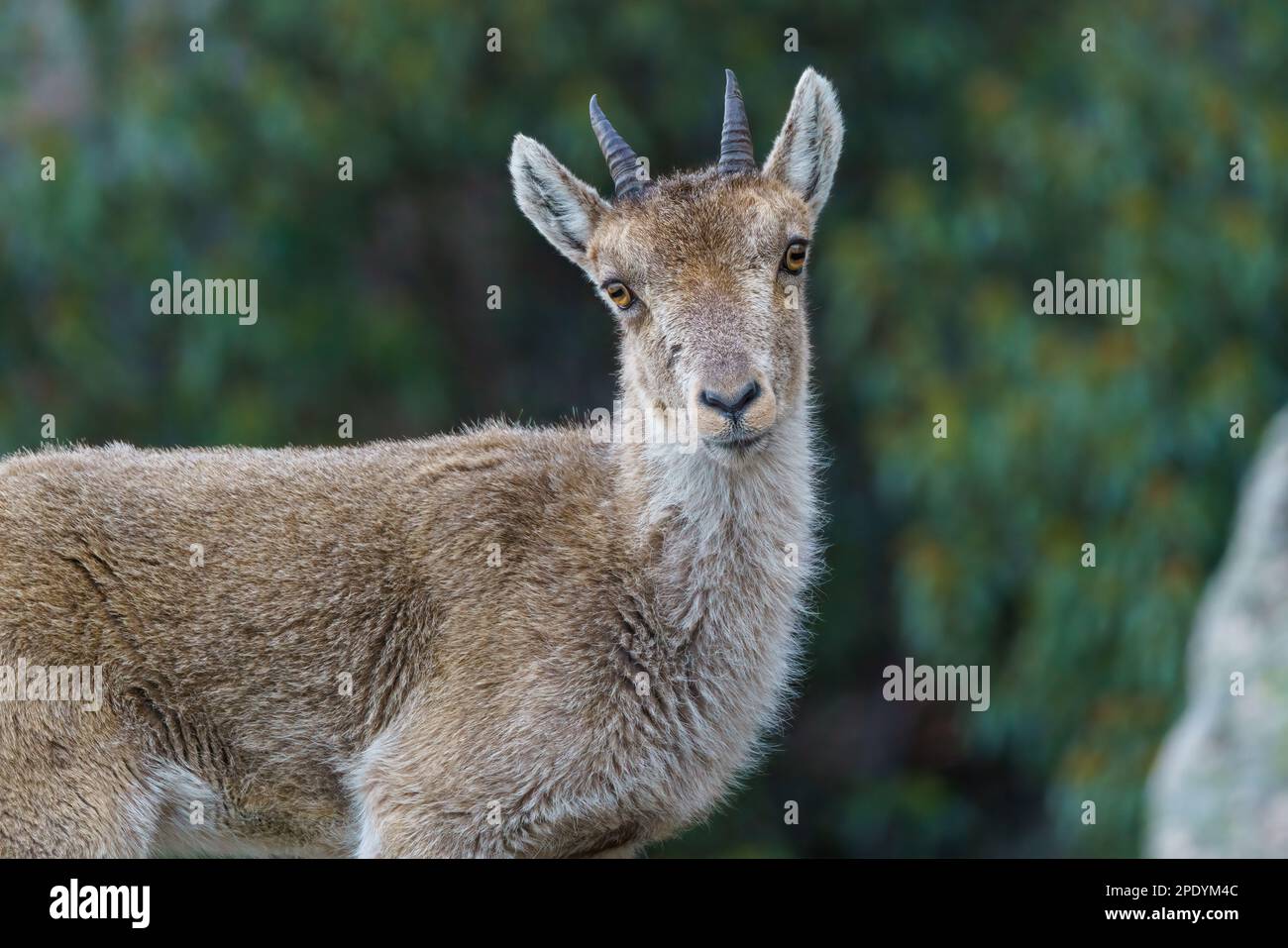Deer in foreground near hi-res stock photography and images - Alamy