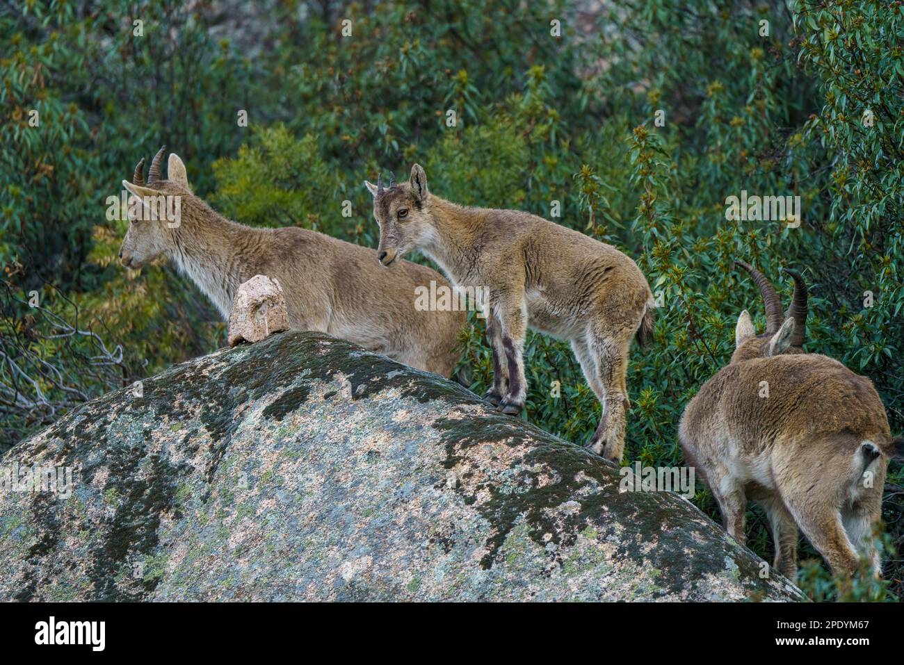 Three deer in the forest on top of a big granite rock Stock Photo - Alamy