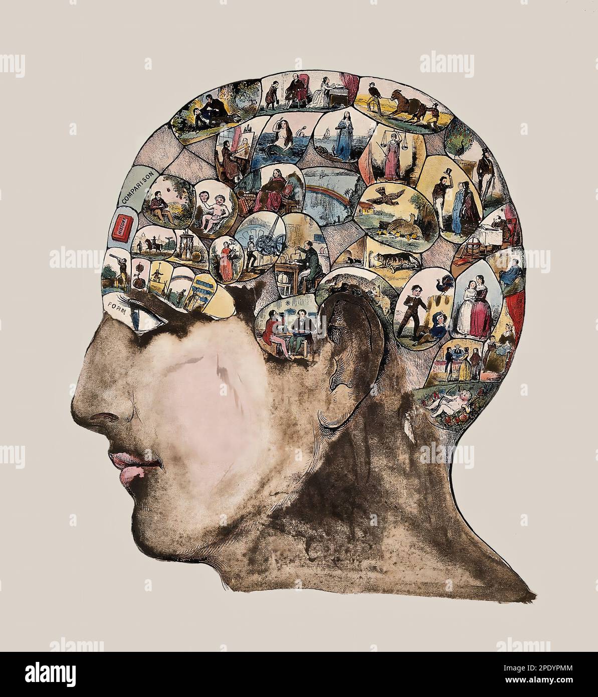 Phrenological Chart, head with mental and moral faculties, 19th century ...