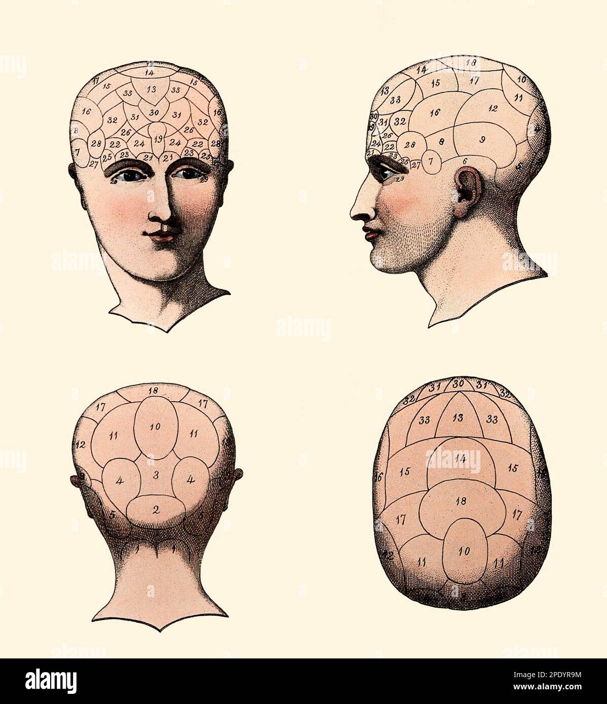 Phrenological Chart, head with mental and moral faculties, 19th century ...