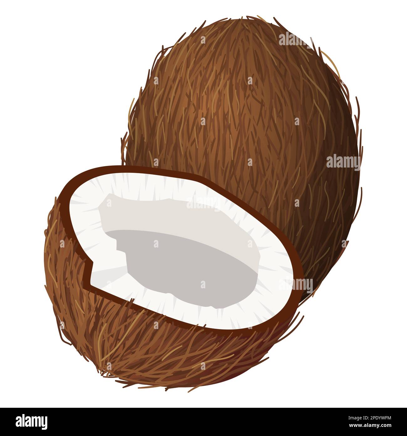 Coconut. Vector illustration on a white background Stock Vector Image ...