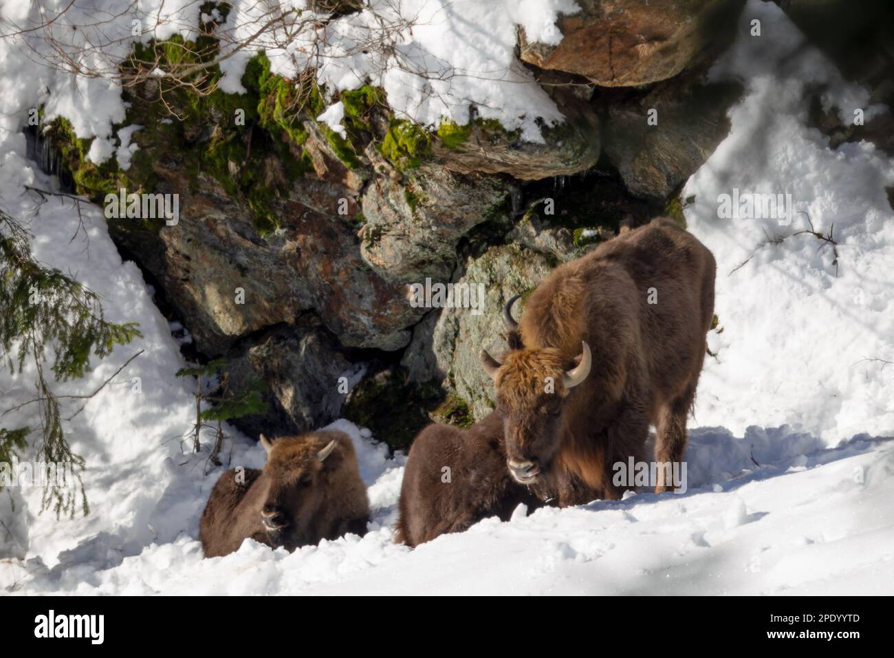 European bison (Bison bonasus) in the snow in the Bavarian Forest ...