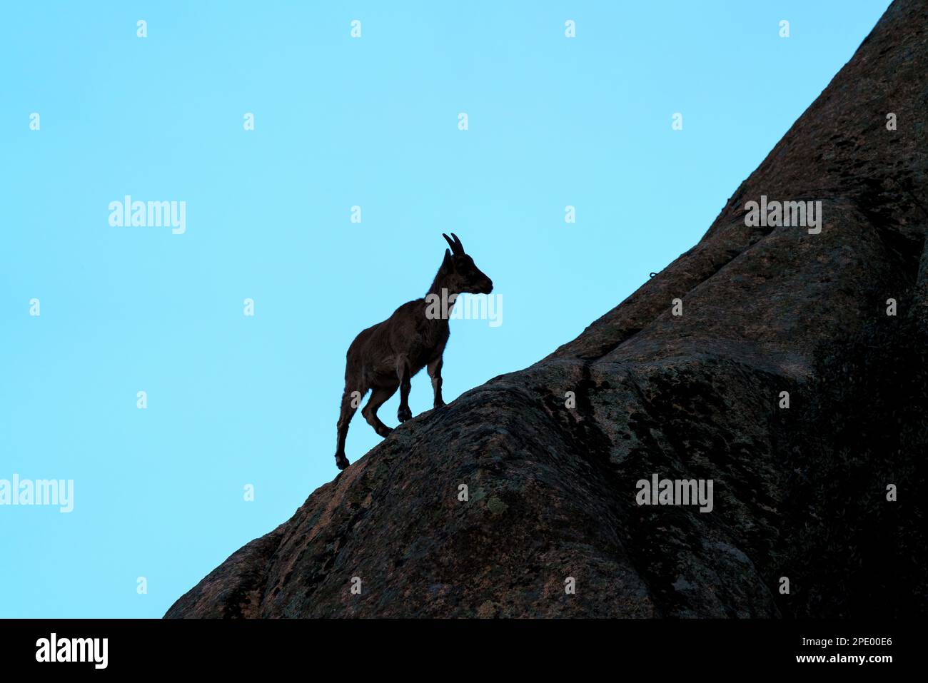 Mountain goat on rock with sky in the background on the horizon Stock ...