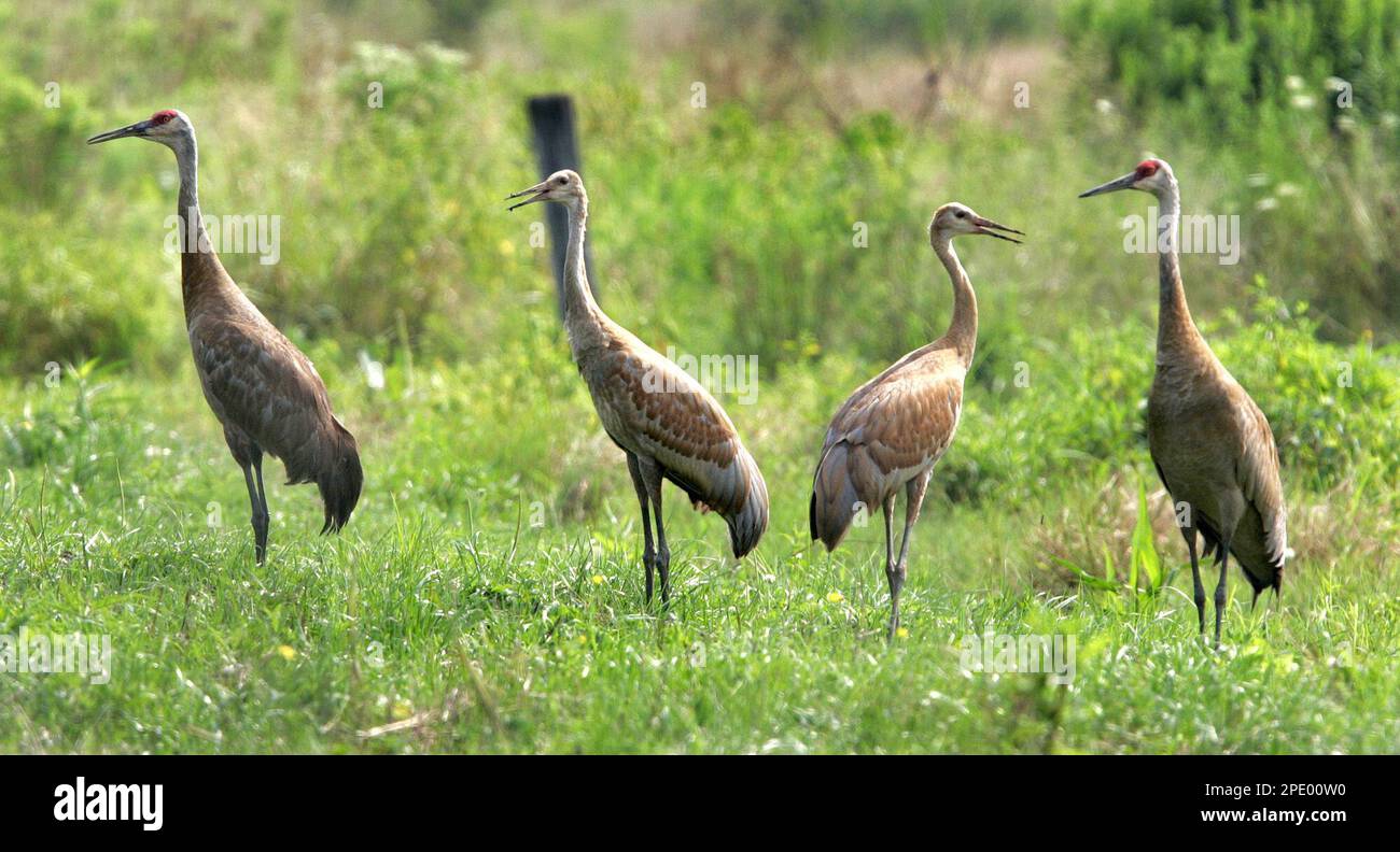 Four Sandhill Cranes stand in a farmer's field in Troy, Ohio on ...