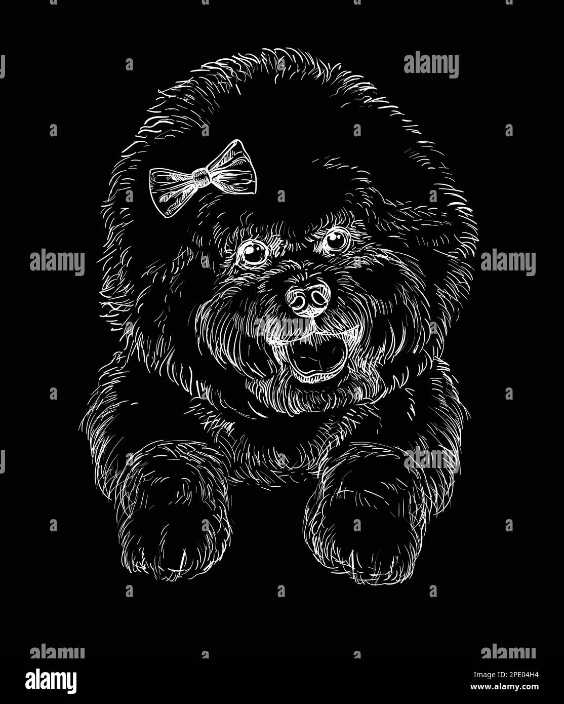 Hand drawn close up Bichon Frise head in white color on a black ...