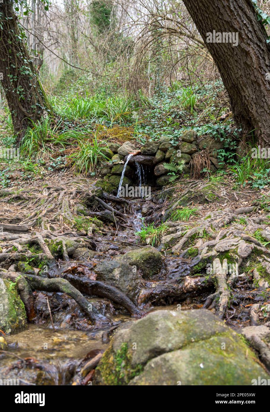 Aerial roots of tree in the ground next to water source wet area in ...