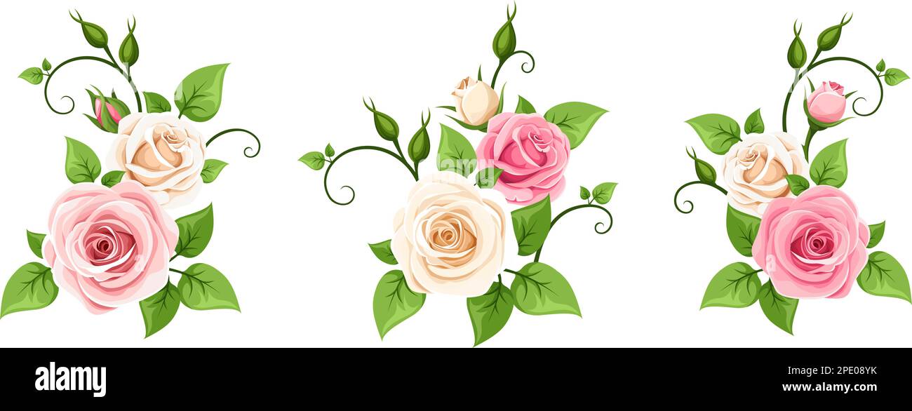 Roses. Pink and white rose branches isolated on a white background. Set ...