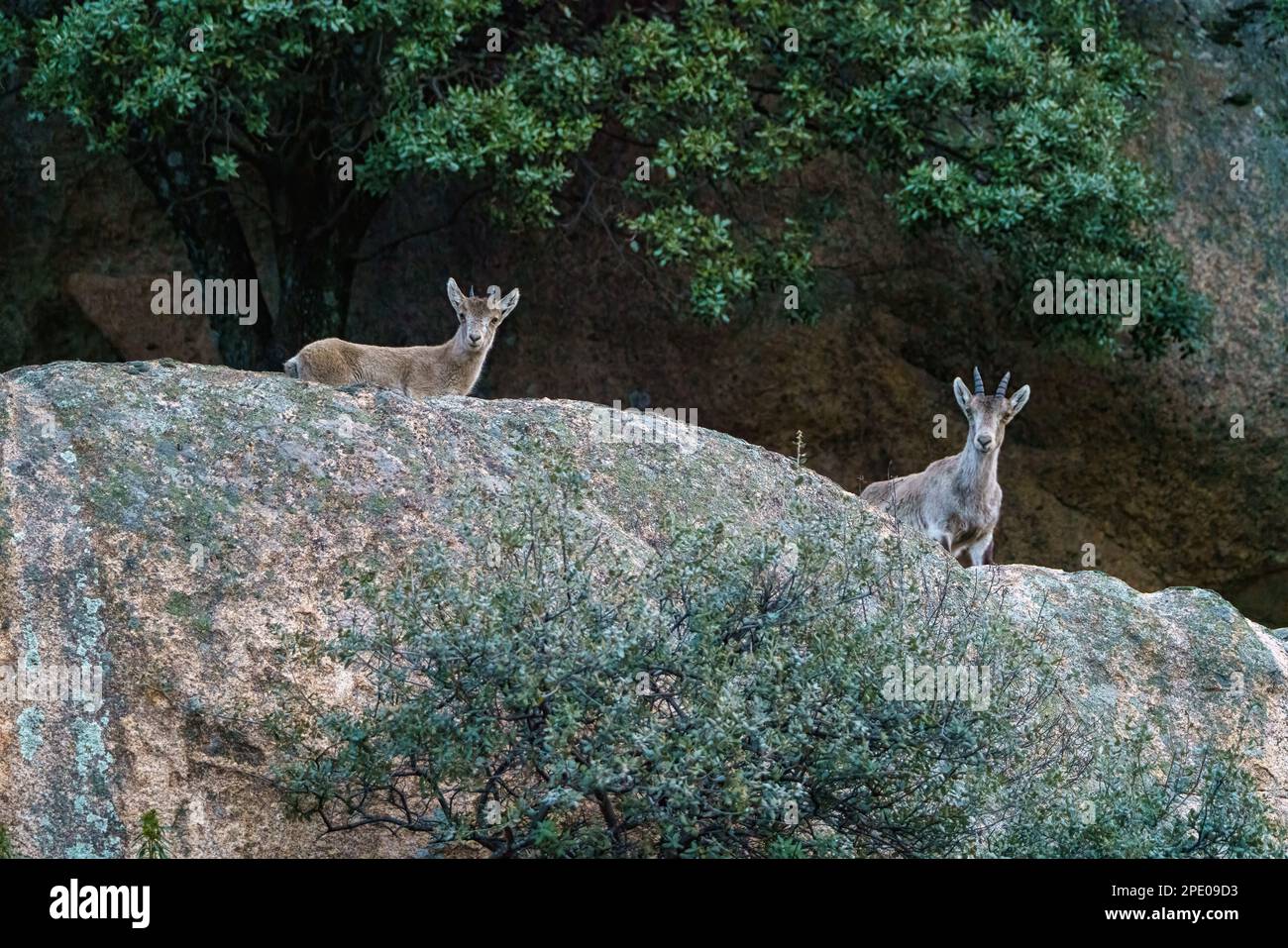 Pair of deer in profile near granite rock on mountain with small ...