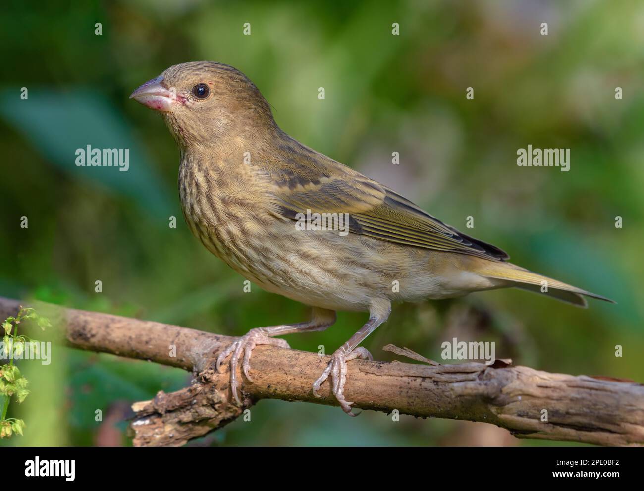 Young common rosefinch (Carpodacus erythrinus) perched on small branch ...