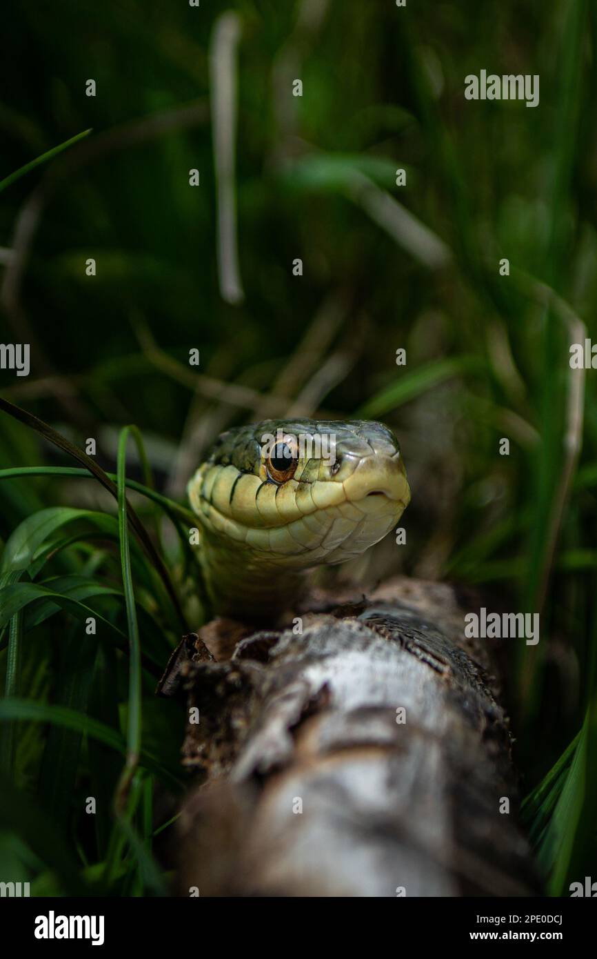 Closeup Eastern garter snake coiled log grassy outdoor setting Stock ...