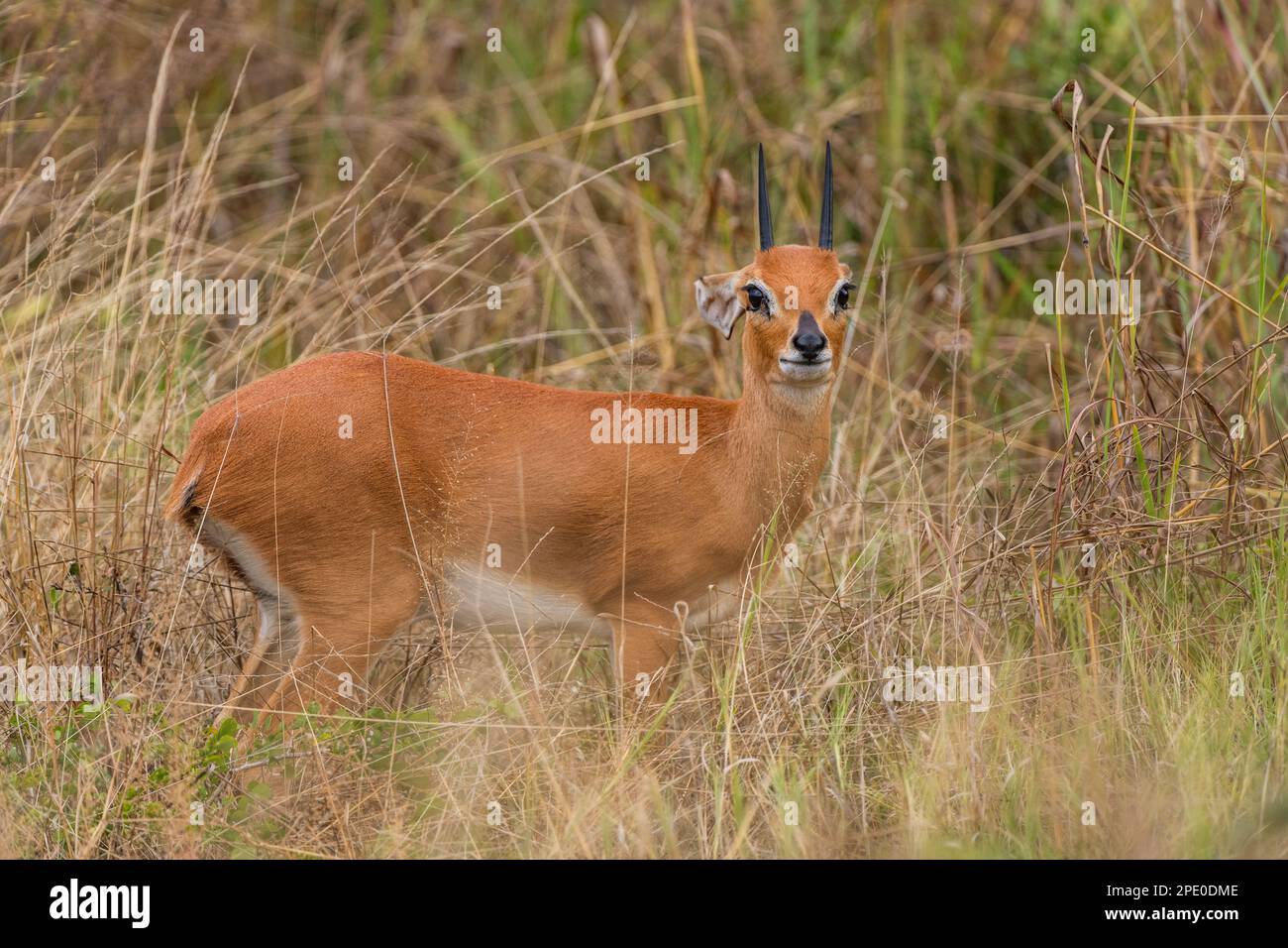 Steenbok raphicerus campestris buck hi-res stock photography and images ...