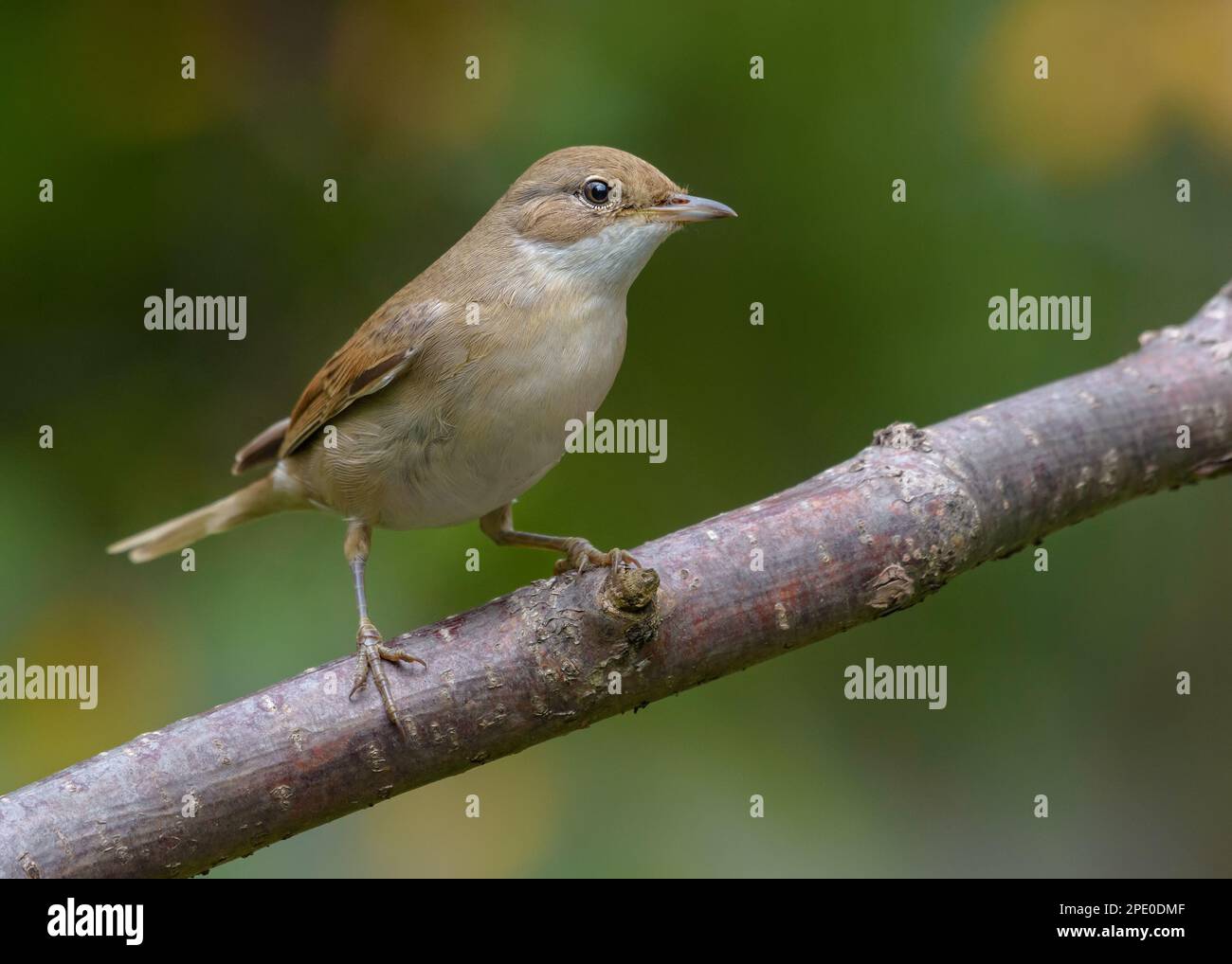 Common whitethroat (Curruca communis) posing on small branch with clear ...