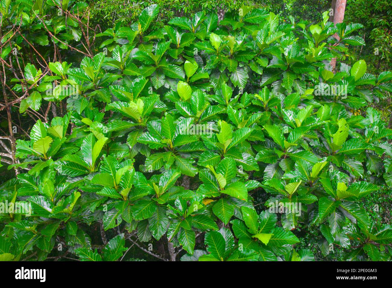 Malaysia, Sabah, Sepilok, rainforest, flora, vegetation, plants Stock ...