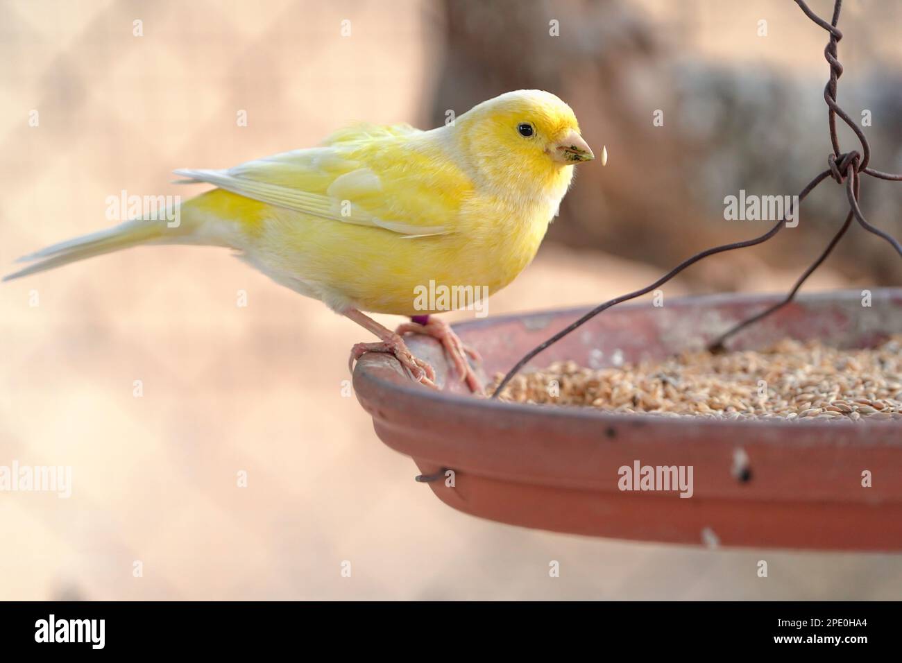 Canary bird inside cage feeding and perch on wooden sticks and wires ...