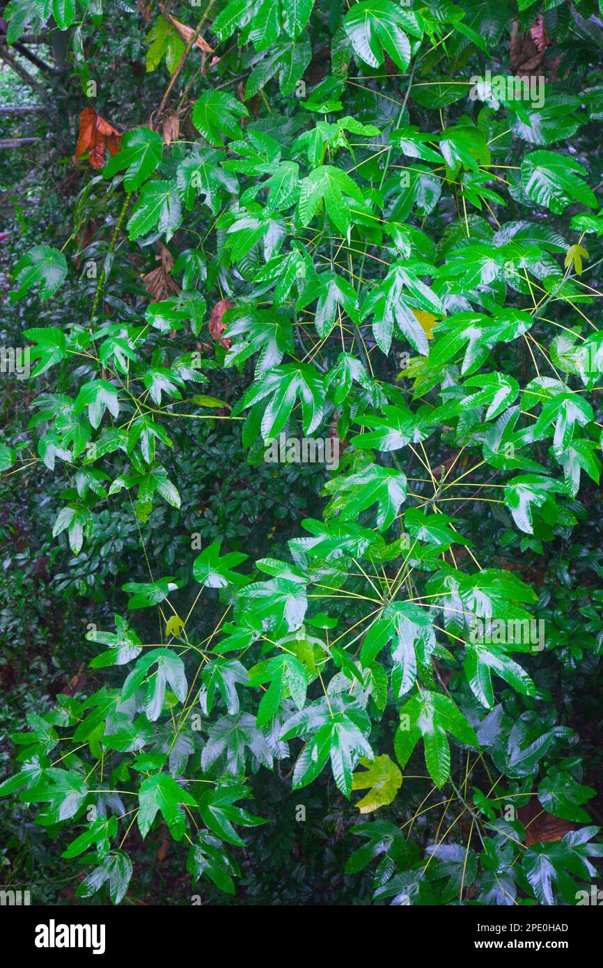 Malaysia, Sabah, Sepilok, rainforest, flora, vegetation, plants Stock ...