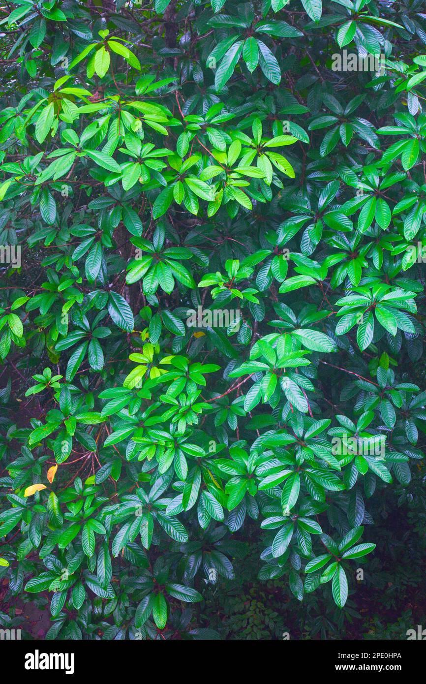 Malaysia, Sabah, Sepilok, rainforest, flora, vegetation, plants Stock ...