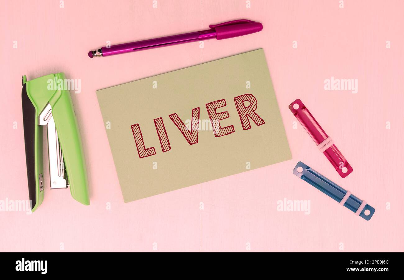 Text caption presenting Liver. Business overview Large lobed glandular ...