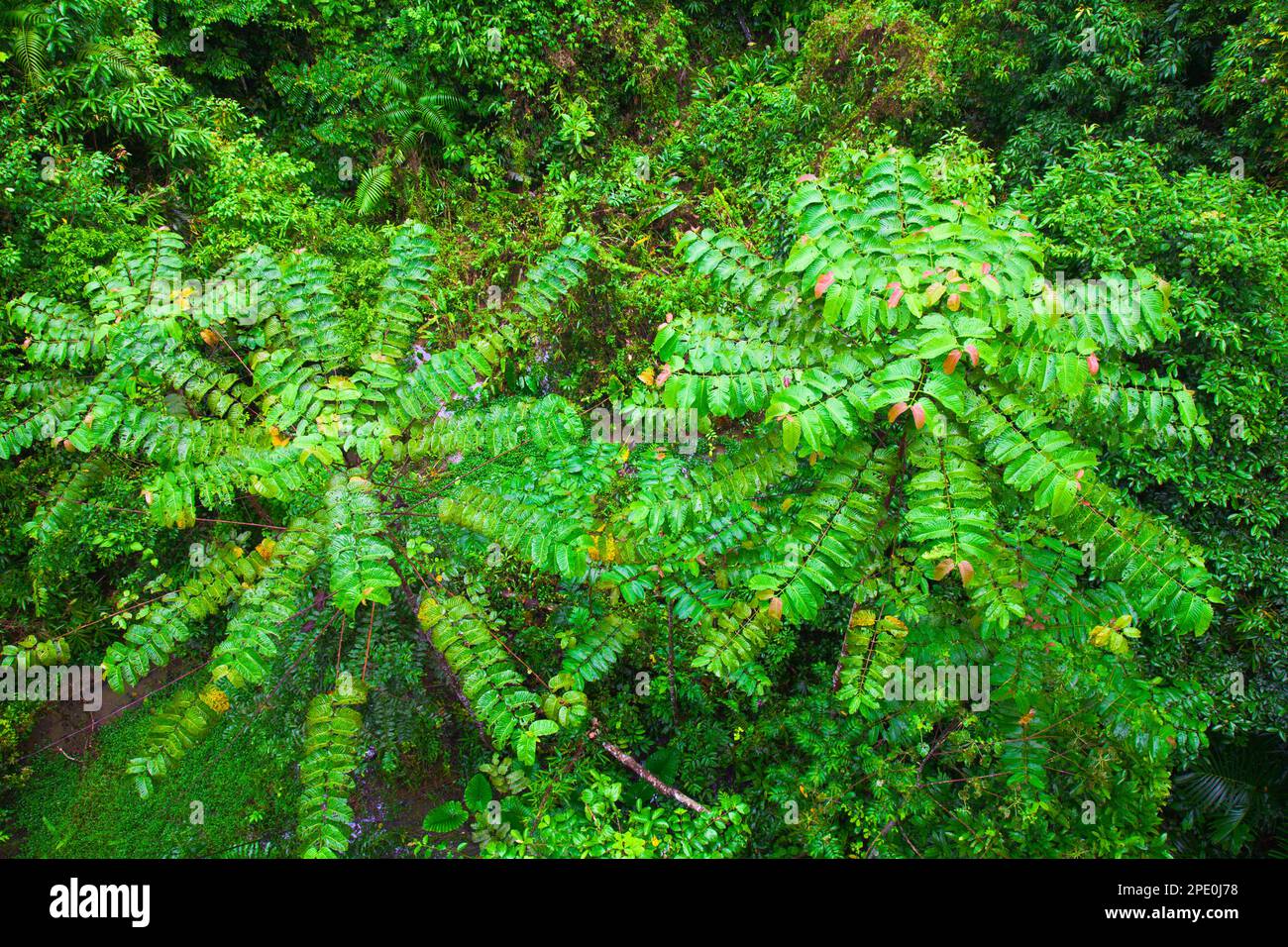Malaysia, Sabah, Sepilok, rainforest, flora, vegetation, plants Stock ...