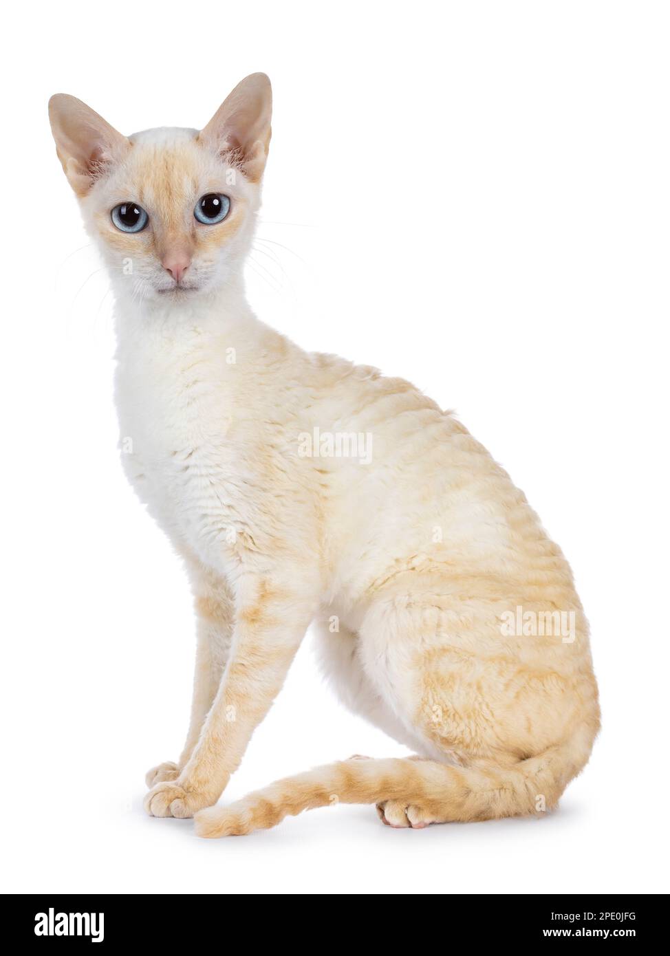 German rex cat hi-res stock photography and images - Alamy