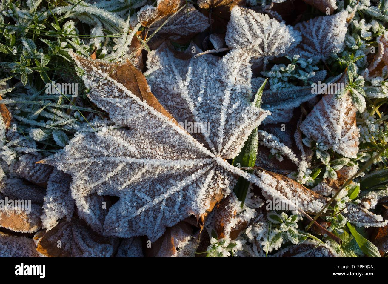 Brown maple leaf in hoarfrost on grass top view in cold season, Ice ...