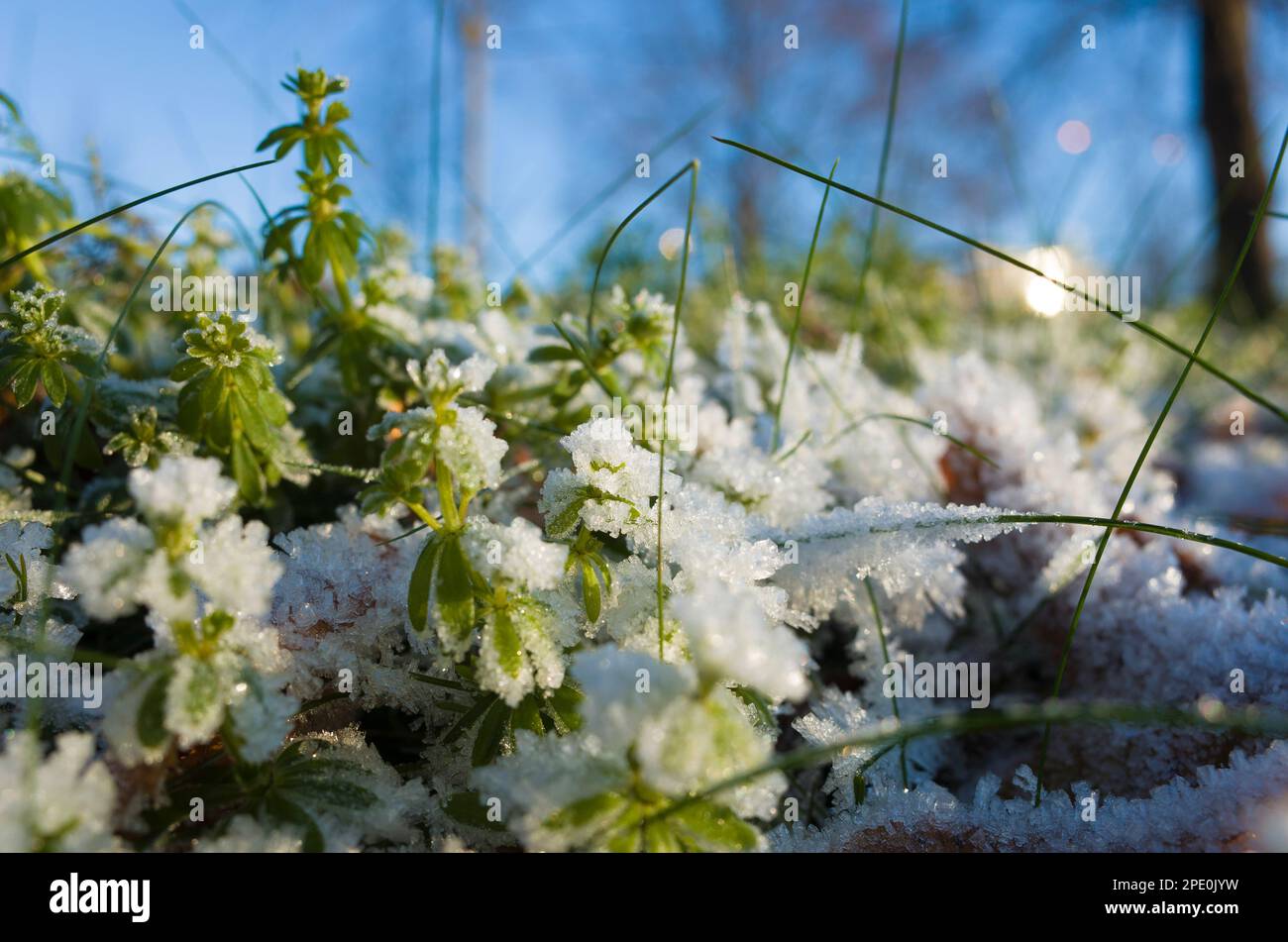 Green grass in fragile ice crystals of morning frost, Close up cold ...