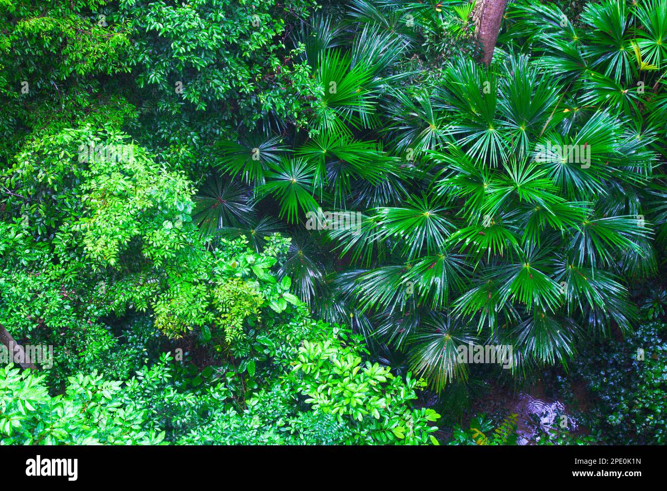 Malaysia, Sabah, Sepilok, rainforest, flora, vegetation, plants Stock ...