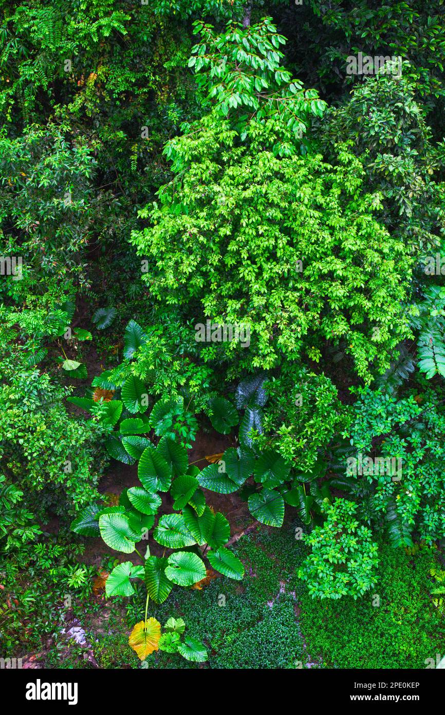Malaysia, Sabah, Sepilok, rainforest, flora, vegetation, plants Stock ...