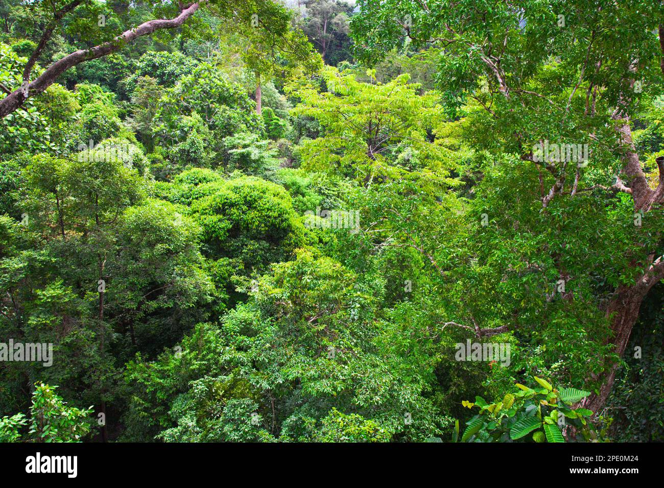 Malaysia, Sabah, Sepilok, rainforest, flora, vegetation, plants, trees ...